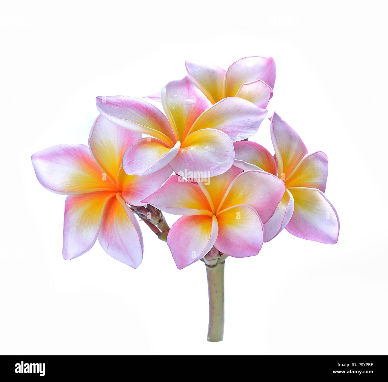 Topical flower hi-res stock photography and images - Alamy