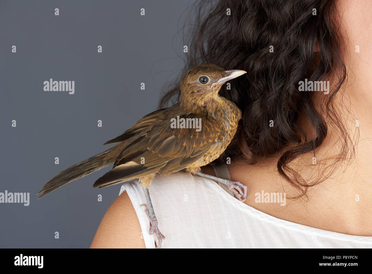 Claws bird close up hi-res stock photography and images - Alamy