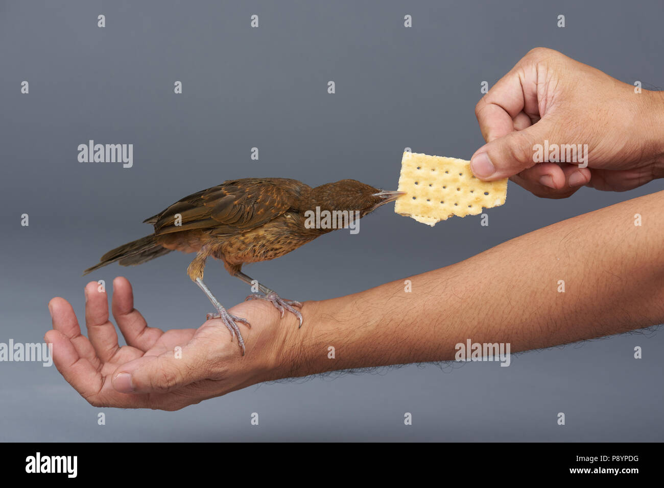 Bird eat cookie from man hands isolated on gray backgropund Stock Photo ...