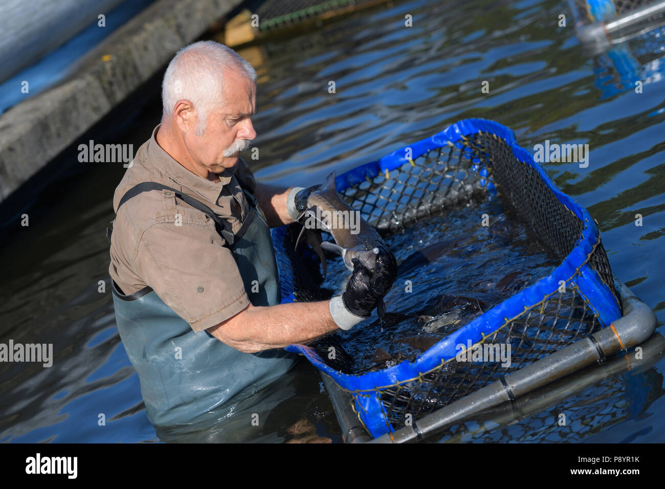 senior fish farm worker Stock Photo - Alamy