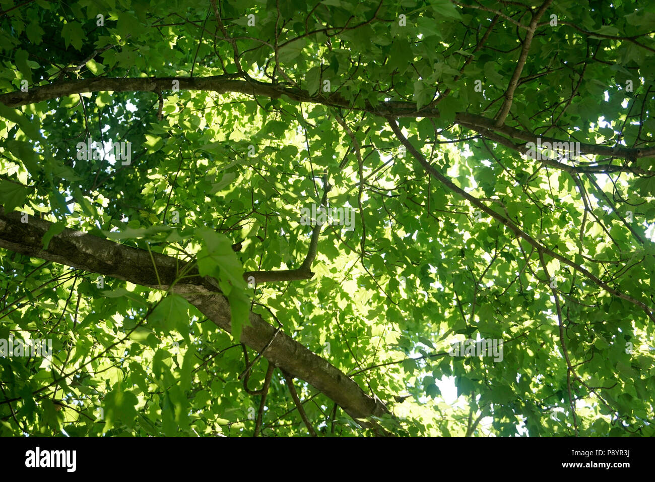 Naturally inspiring hi-res stock photography and images - Alamy