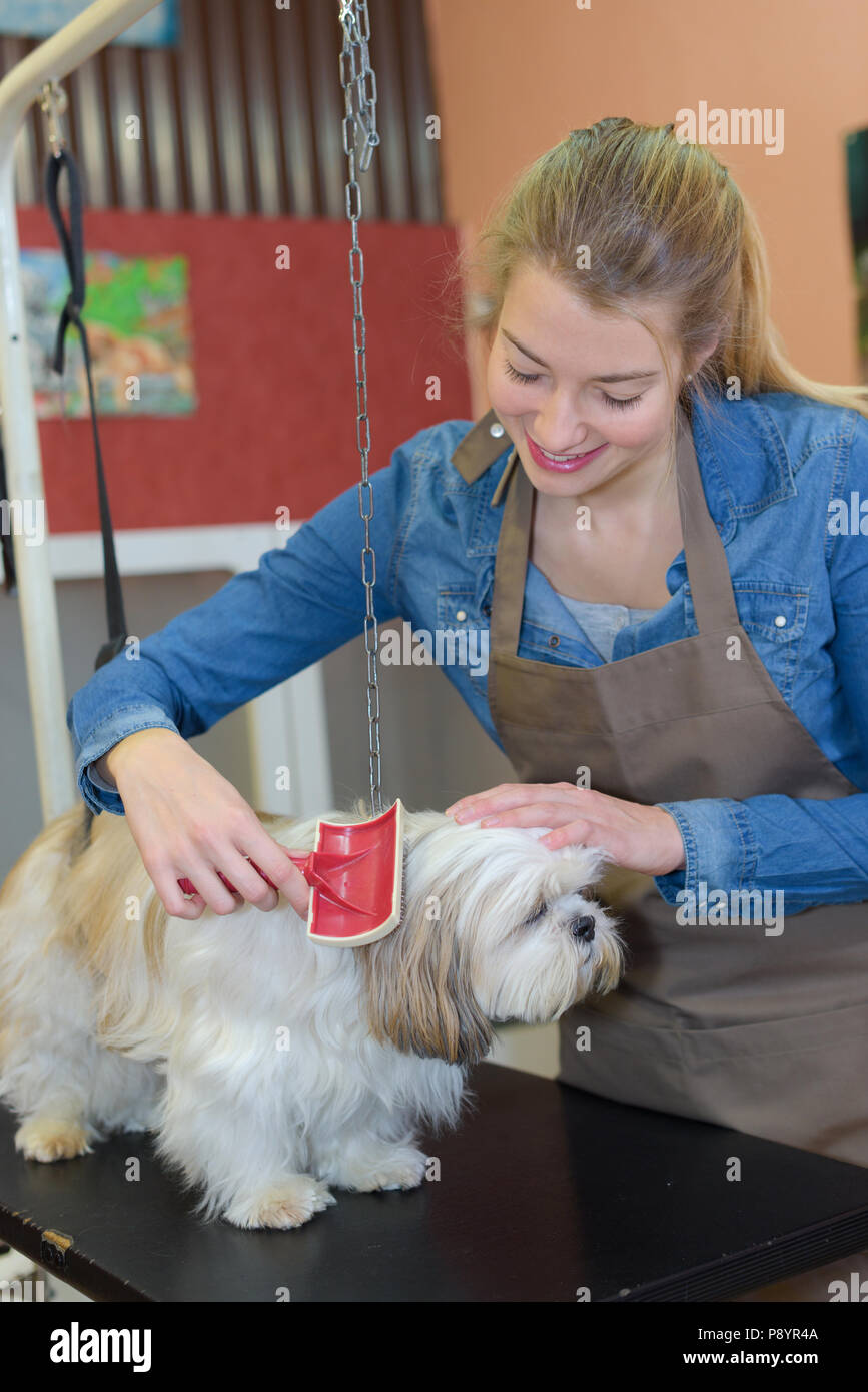 brushing the dog Stock Photo - Alamy