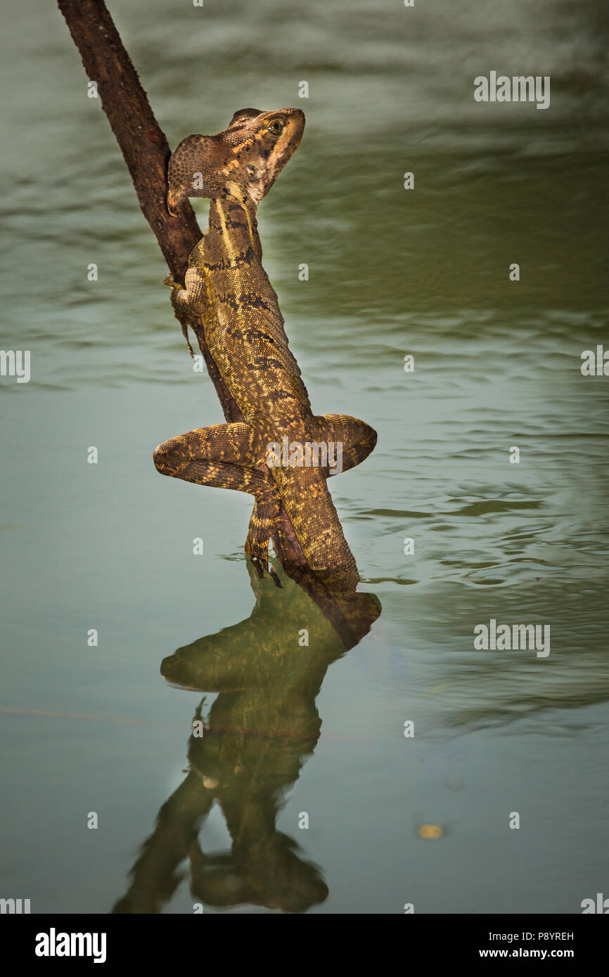 Jesus christ lizard hi-res stock photography and images - Alamy