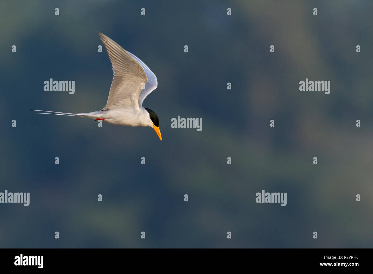 River Tern or Sterna aurantia at Satkosia gorge, Odhisa Stock Photo - Alamy