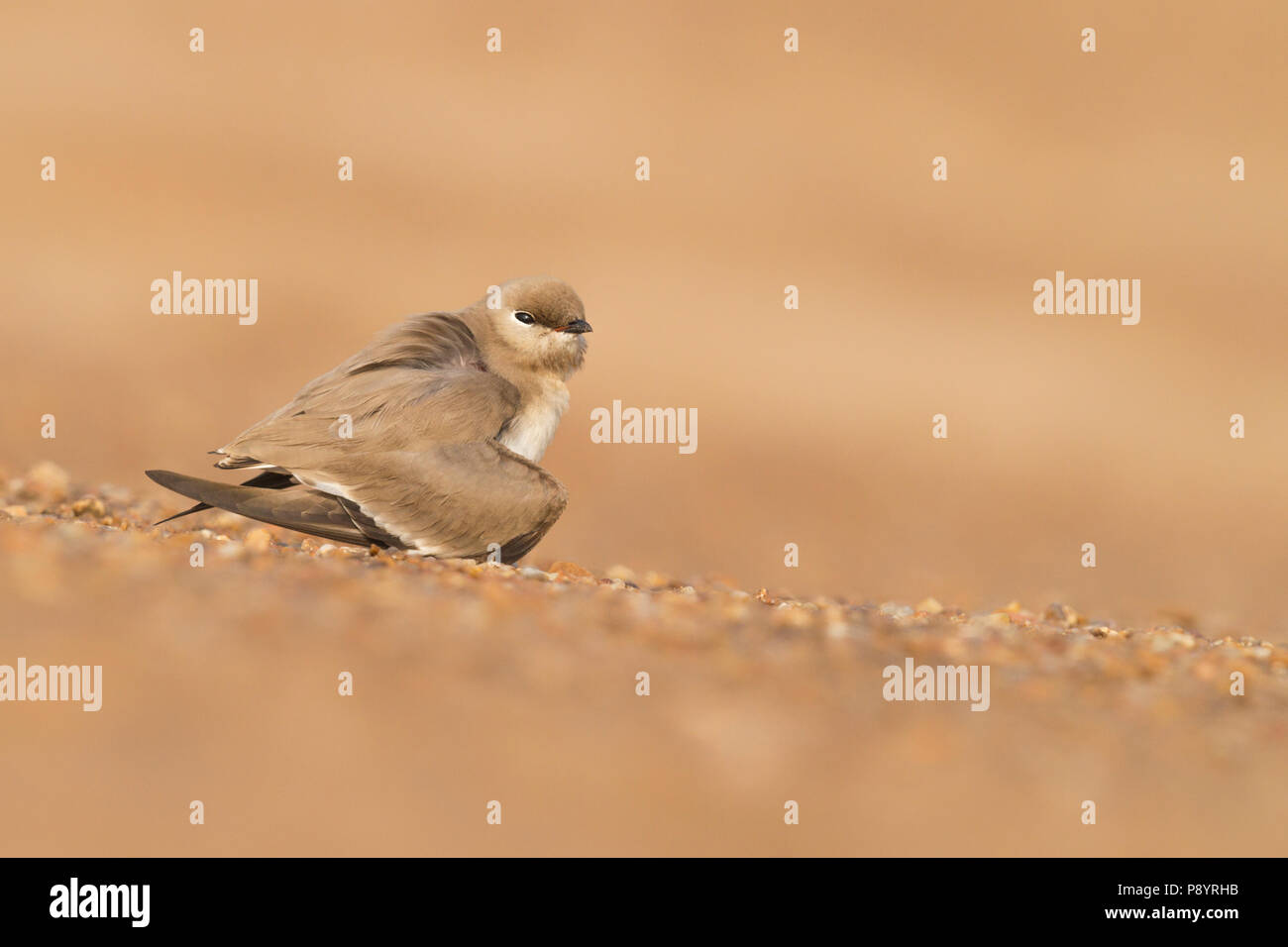 Small birds of india hi-res stock photography and images - Alamy