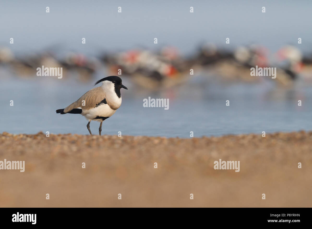 Orissa birds hi-res stock photography and images - Alamy