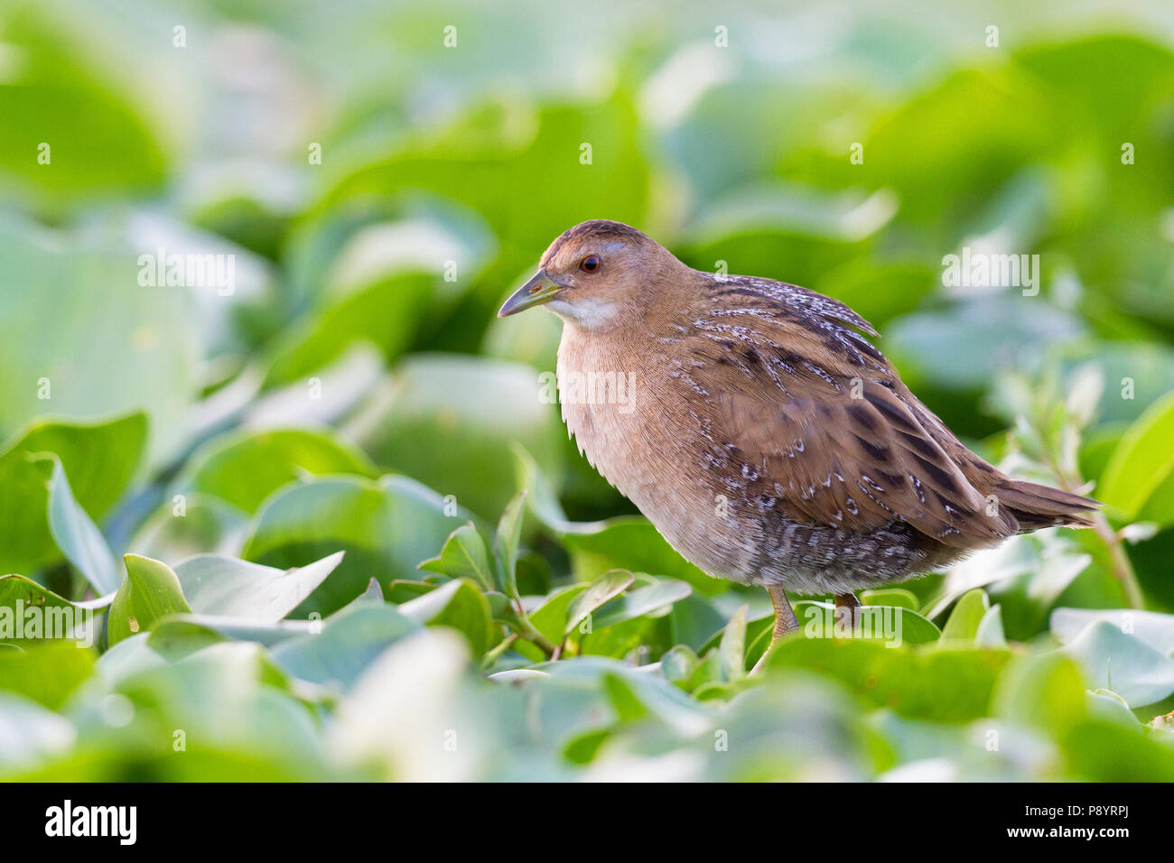 Orissa birds hi-res stock photography and images - Alamy