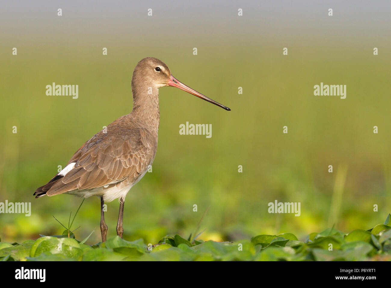 Orissa birds hi-res stock photography and images - Alamy