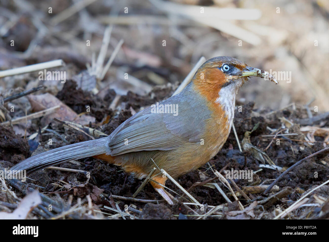 Rusty-cheeked scimitar babbler or Pomatorhinus erythrogenys in ...