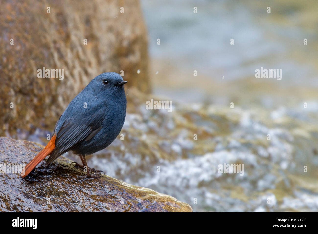 Plumbeous water redstart (Phoenicurus fuliginosus in Kedarnath Wildlife ...