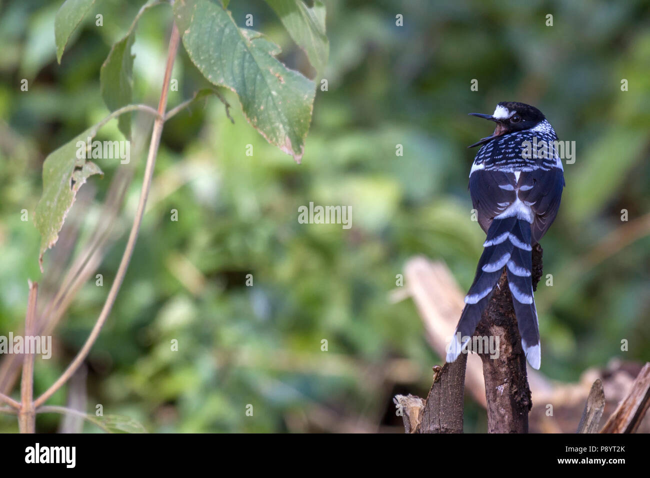 Forktail bird hi-res stock photography and images - Alamy