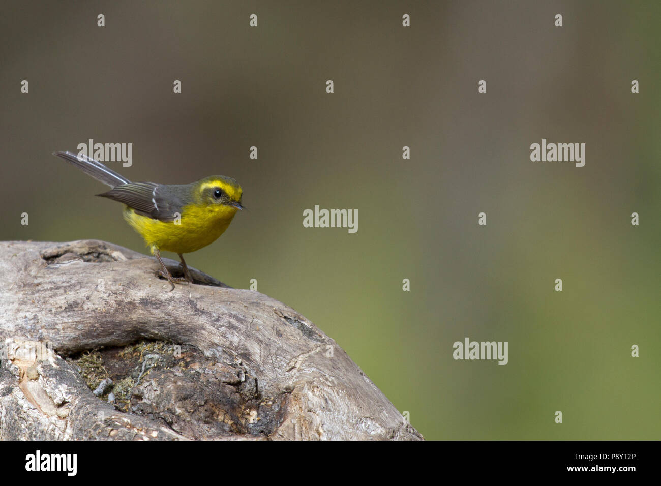 Yellow-bellied fantail or helidorhynx hypoxanthus in Kedarnath WLS ...