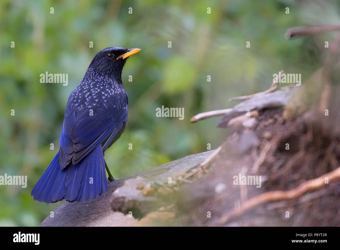 Blue Whistling Thrush in Kedarnath WLS, Uttarakhand Himalaya, India ...