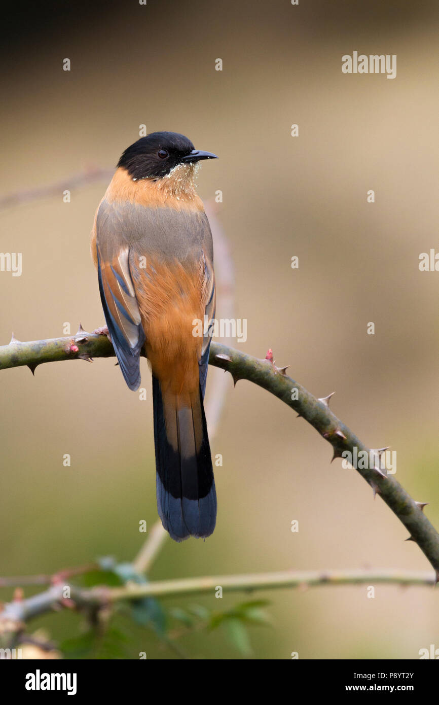 Rufous Sibia (Heterophasia capistrata) at Kedarnath WLS, Uttarakhand ...