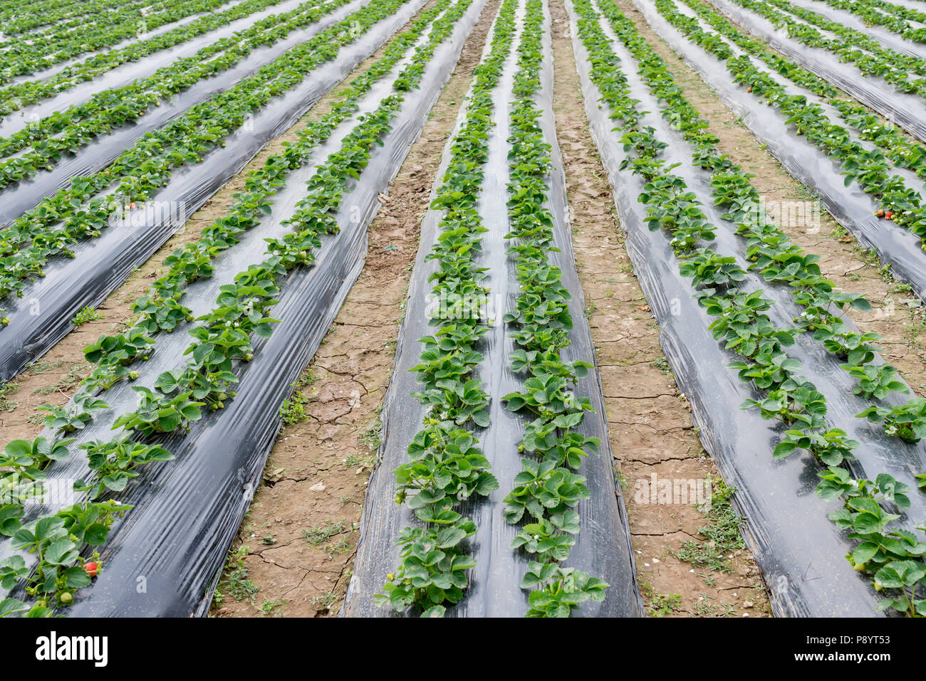field of strawberries Stock Photo - Alamy
