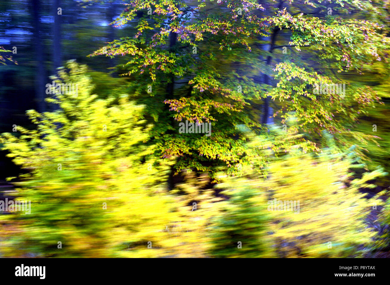 At a window quickly passing trees in a forest photographed from the ...