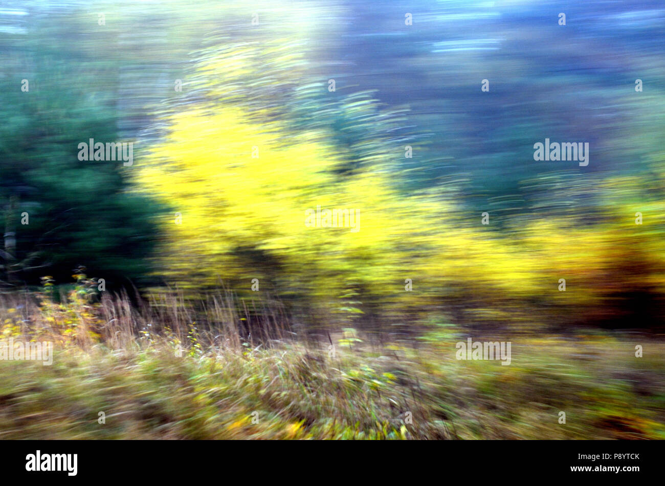 At a window quickly passing trees in a forest photographed from the ...
