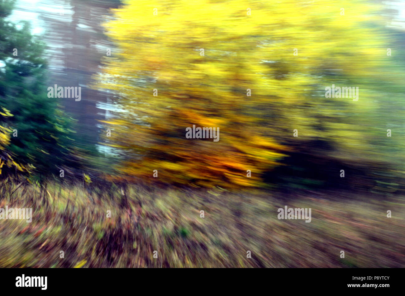 At a window quickly passing trees in a forest photographed from the ...
