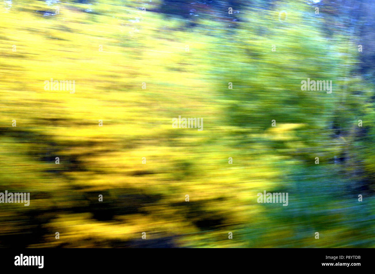 At a window quickly passing trees in a forest photographed from the ...