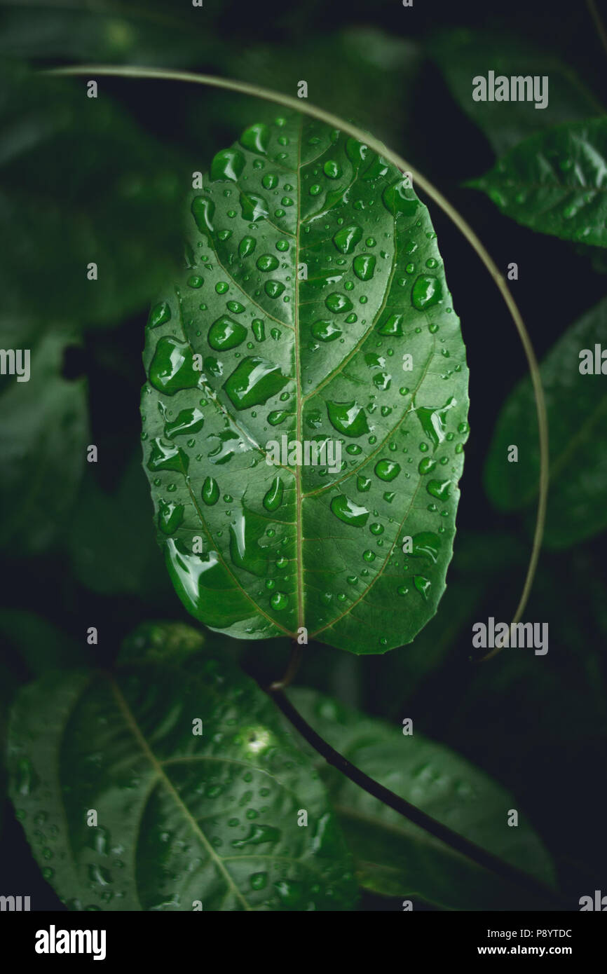 tree in neutral background Close-Up Of Fresh Green Plan Stock Photo - Alamy