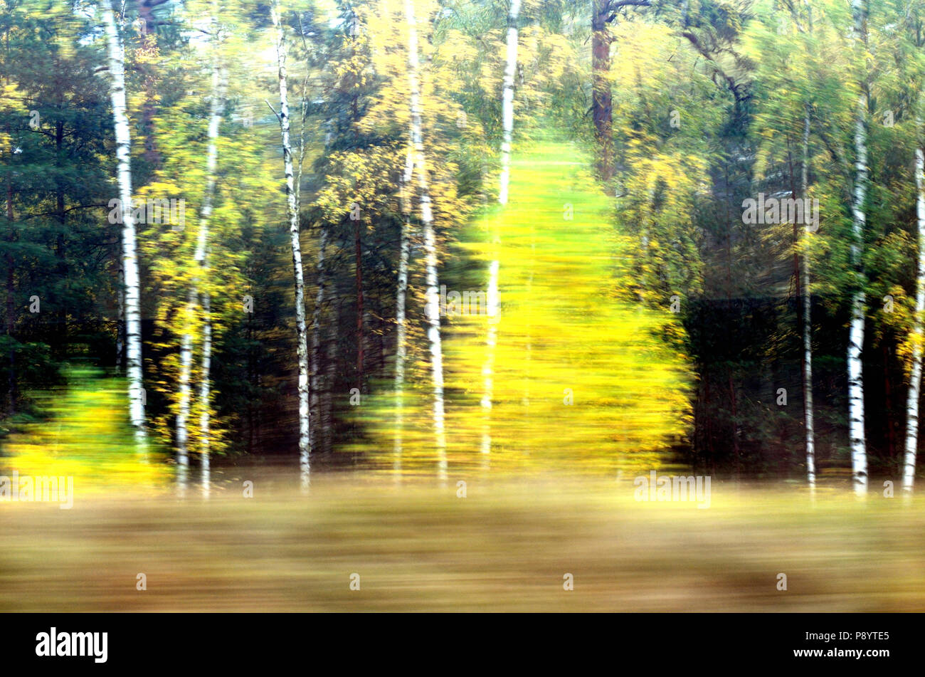 At a window quickly passing trees in a forest photographed from the ...
