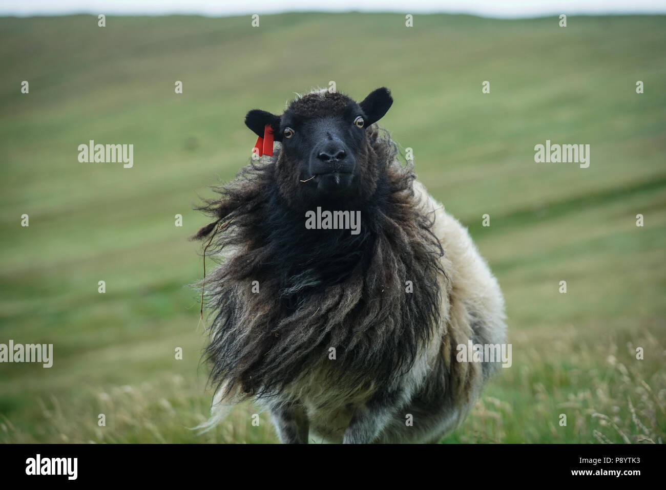 Scared sheep hi-res stock photography and images - Alamy