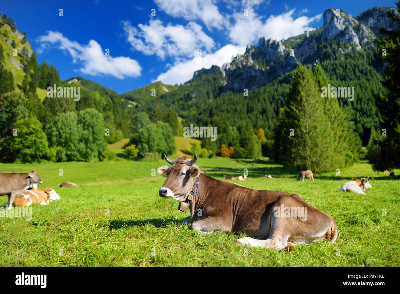 Bavaria scenery farm with cows hi-res stock photography and images - Alamy