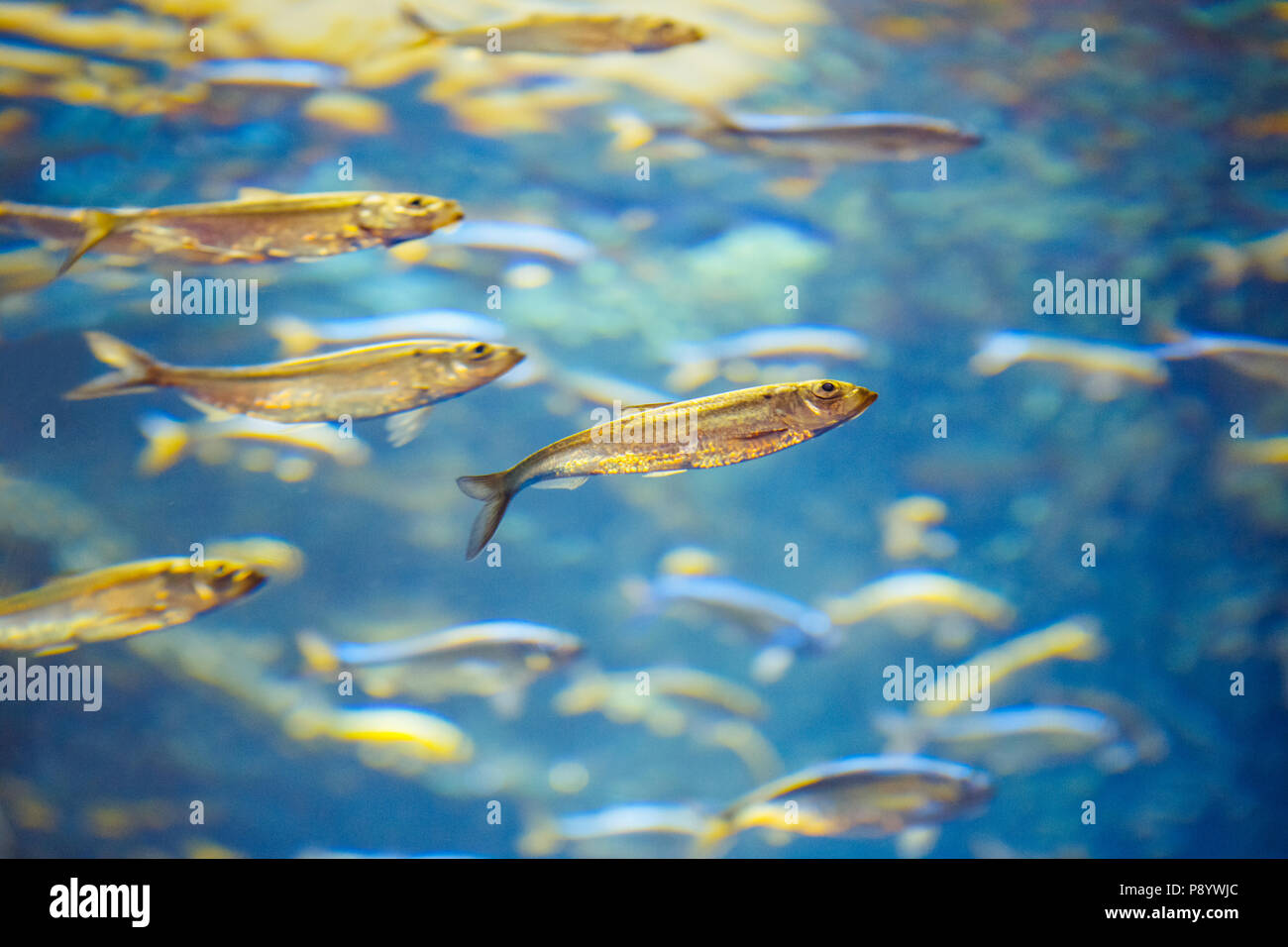 Little yellow fishes underwater hi-res stock photography and images - Alamy