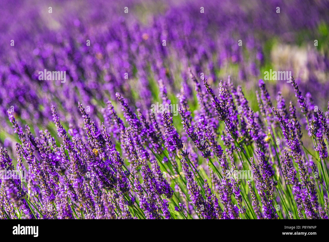 Bed of lavender hi-res stock photography and images - Alamy