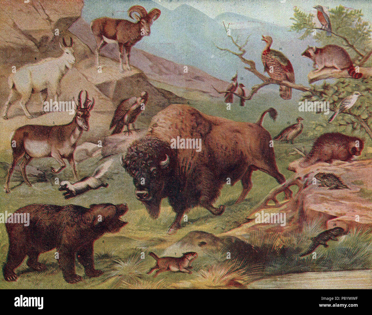 Native animals of north america hi-res stock photography and images - Alamy