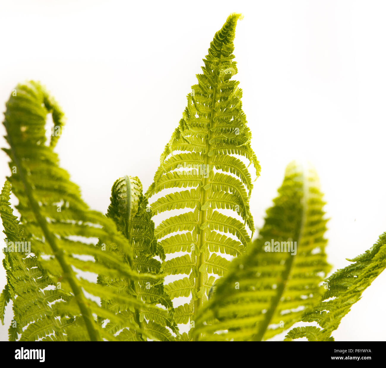 Fern isolated over white hi-res stock photography and images - Alamy