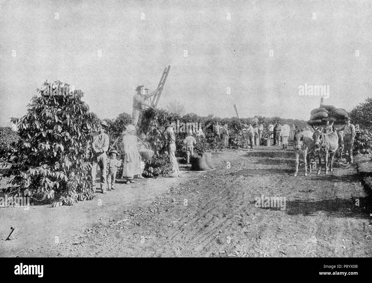 Coffee industry Black and White Stock Photos & Images - Alamy