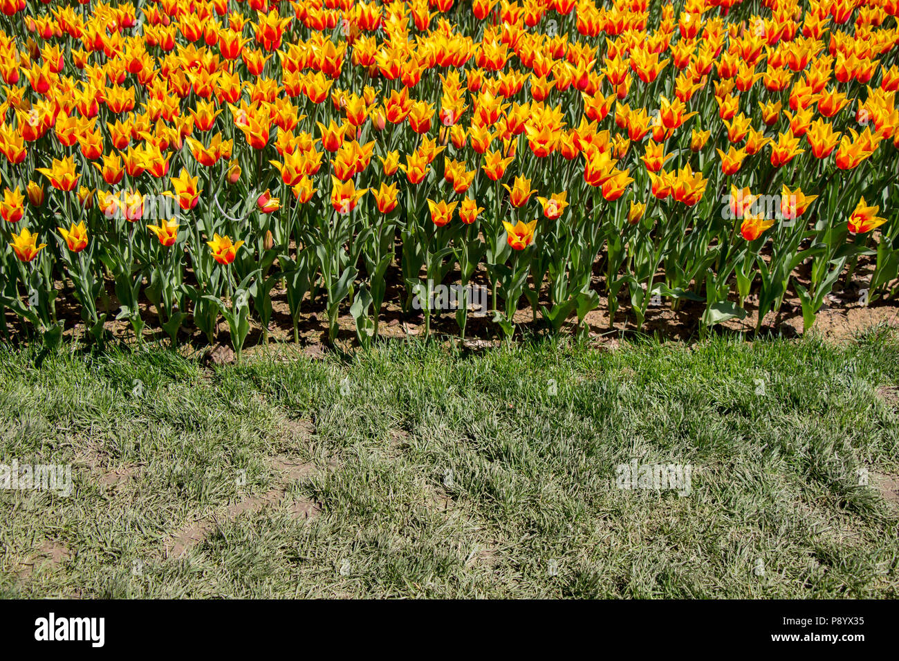 Orange color Tulips Bloom in Spring in garden Stock Photo - Alamy