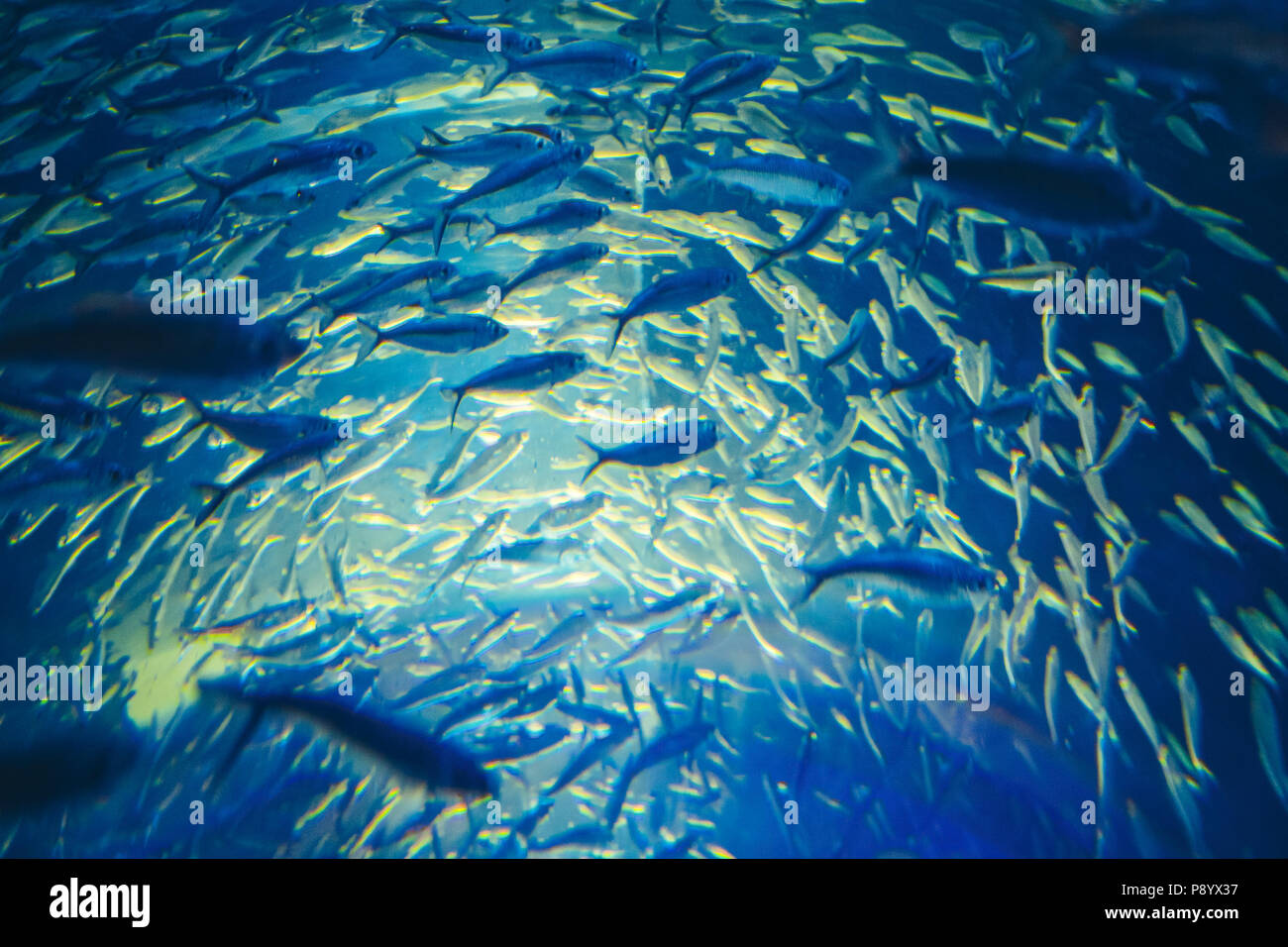 Shoal of red yellow tropical fishes in blue water, colorful clear ...