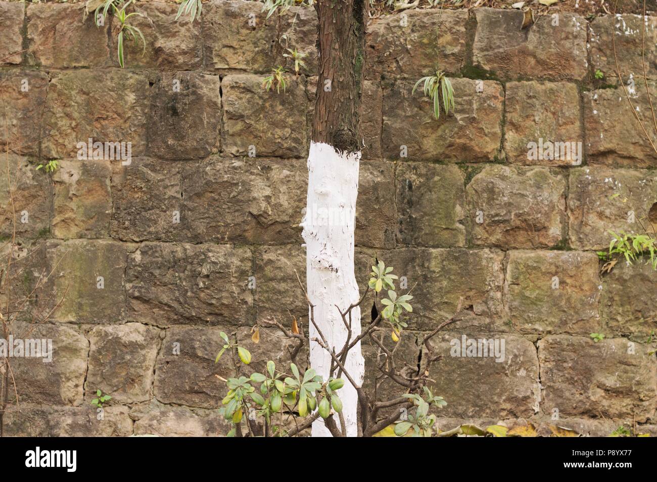 Isolated painted tree and brick wall background (Kunming, Yunnan, China ...