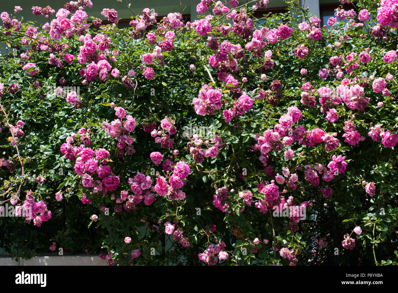 Beautiful fresh roses in nature background Stock Photo - Alamy