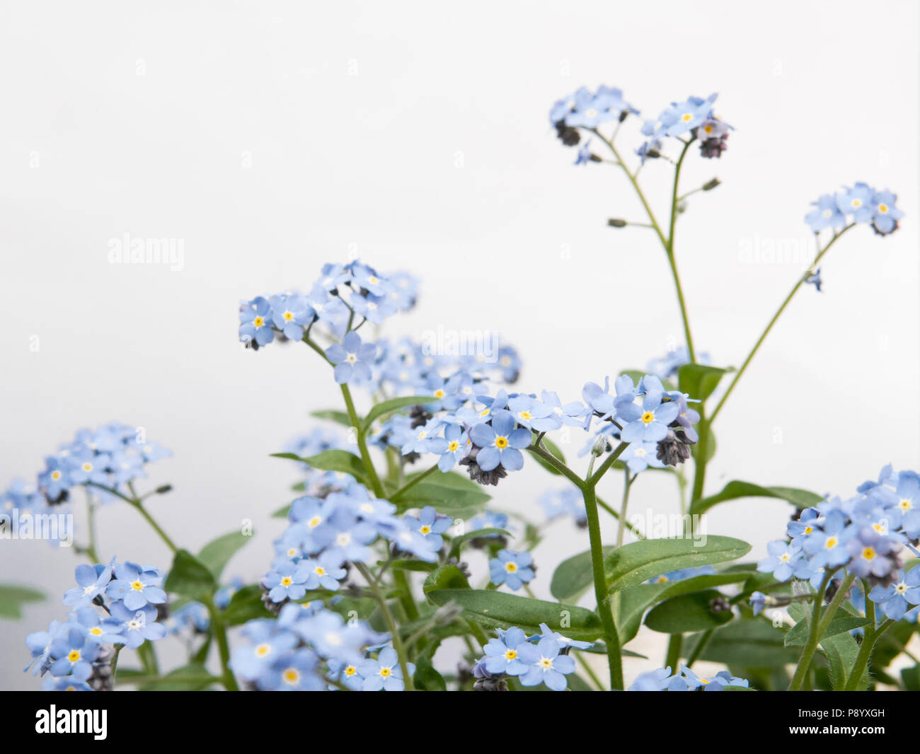 myosotis blue flowers isolated over white background Stock Photo - Alamy