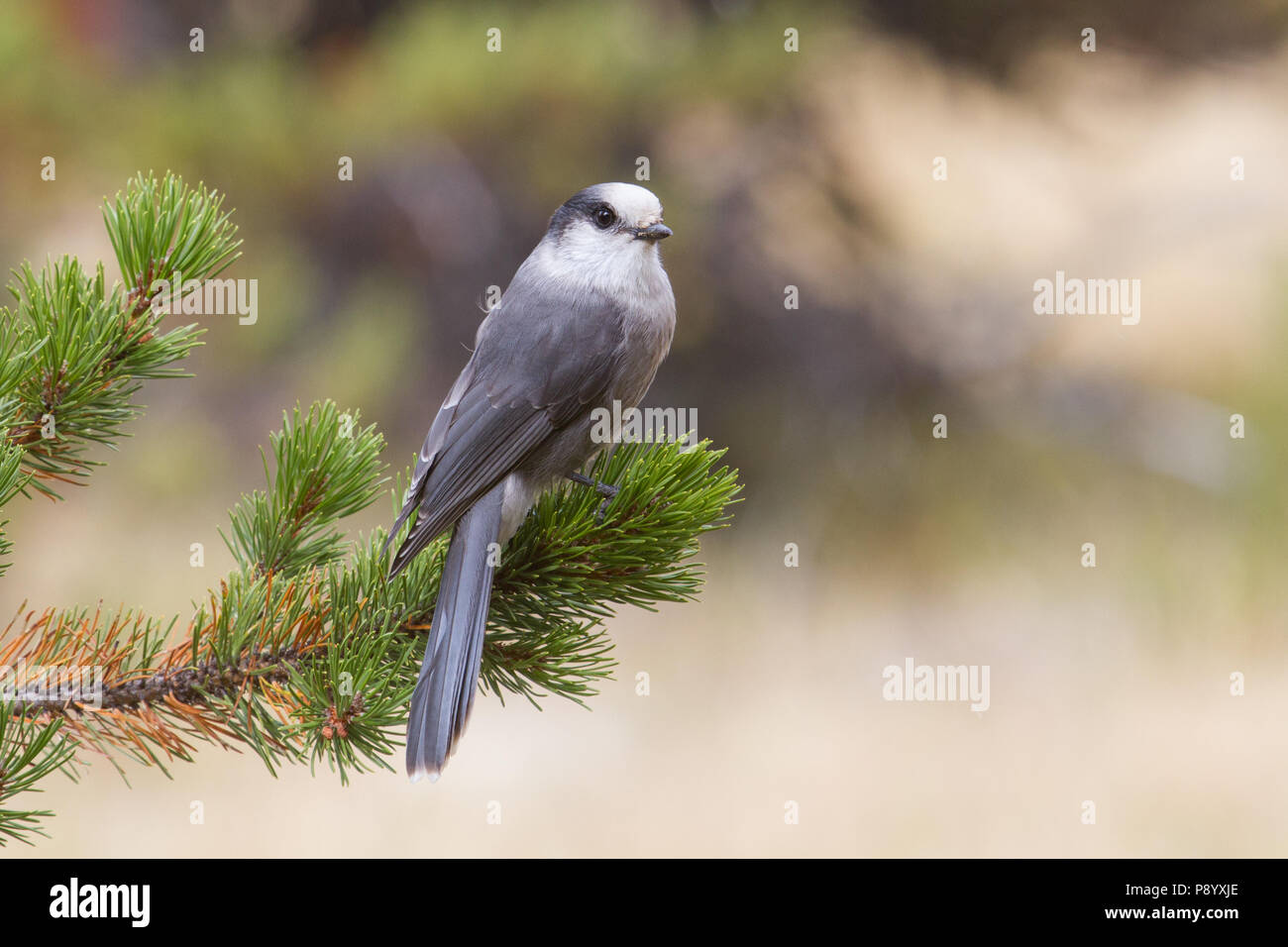 Grey jay perisoreus canadensis hi-res stock photography and images - Alamy