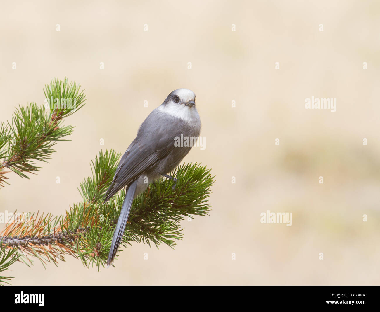 Grey jay perisoreus canadensis hi-res stock photography and images - Alamy
