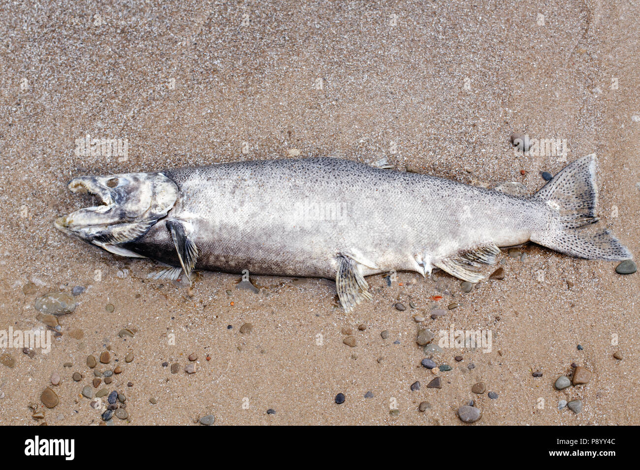 Dead big large salmon sturgeon fish lying on lake Ontario shore after ...
