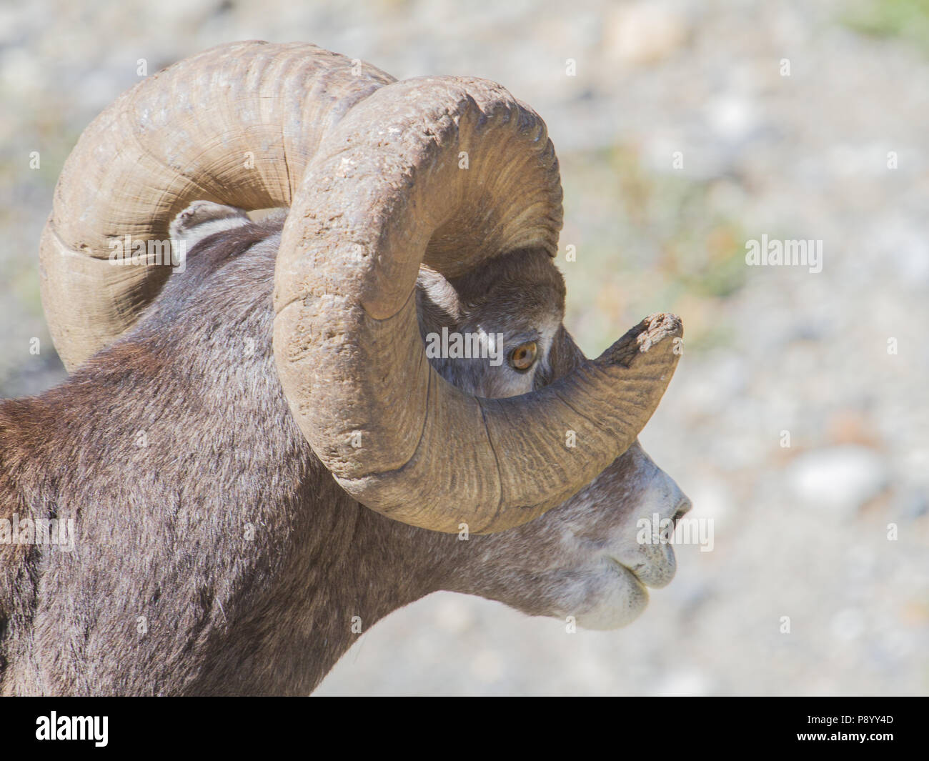 A full curl bighorn sheep, Ovis canadensis, ram peering through its ...