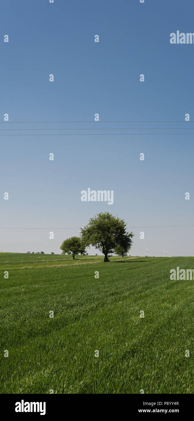 single tree growing in a field with green small wheat Stock Photo - Alamy