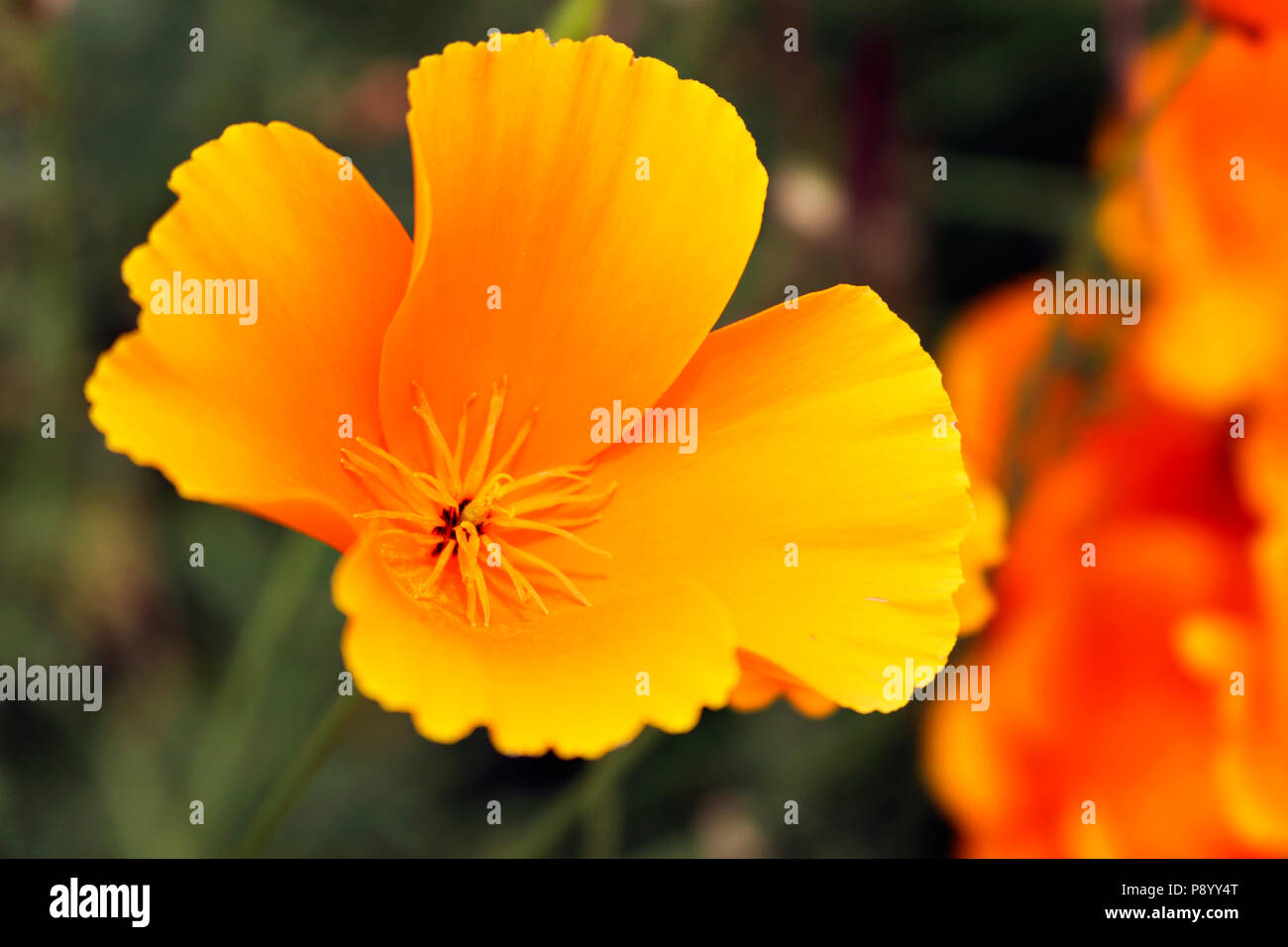 Flowers in Devon Stock Photo - Alamy