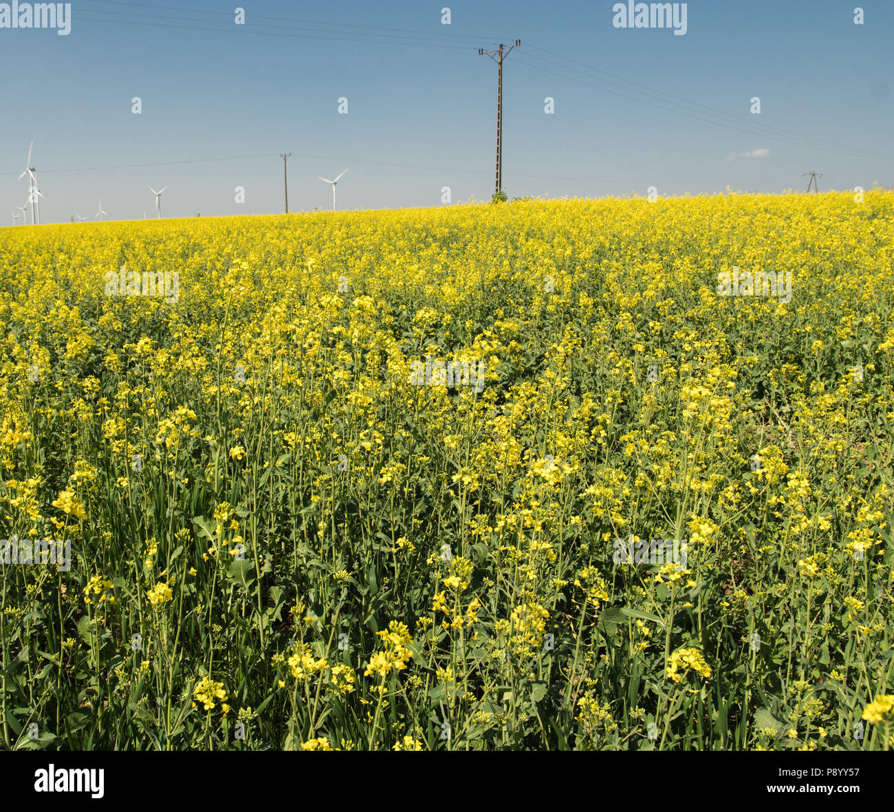 landscape with canola growing in the field during spring Stock Photo ...