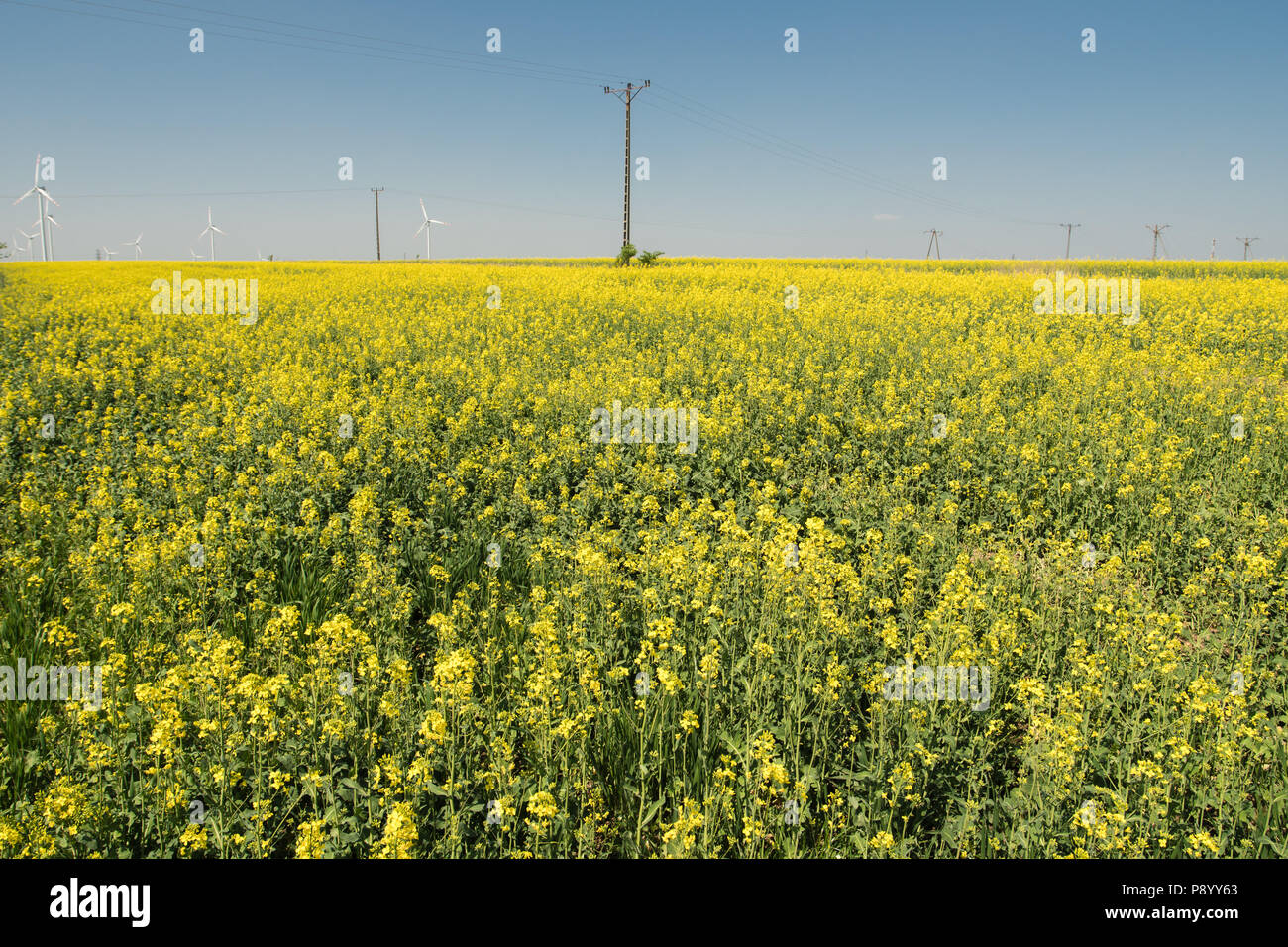landscape with canola growing in the field during spring Stock Photo ...