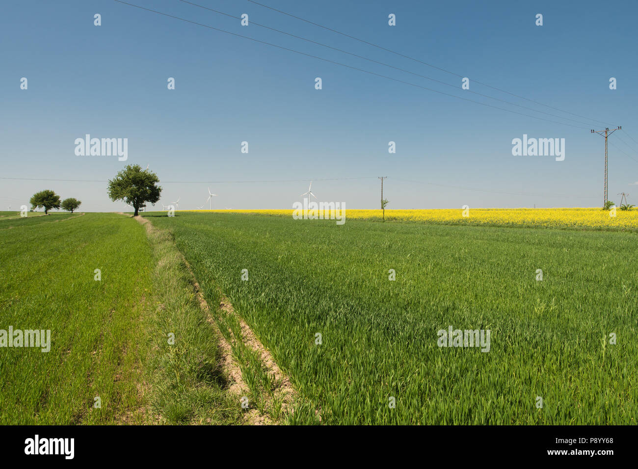 single tree growing in a field with green small wheat Stock Photo - Alamy