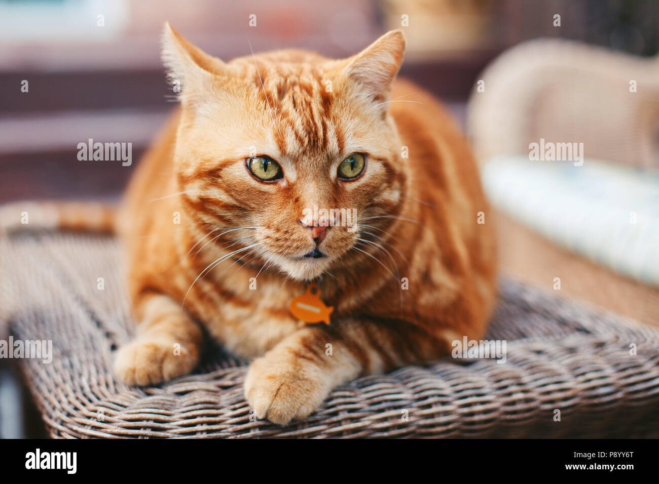 Closeup portrait of cute adorable tabby red ginger cat with stripes and ...