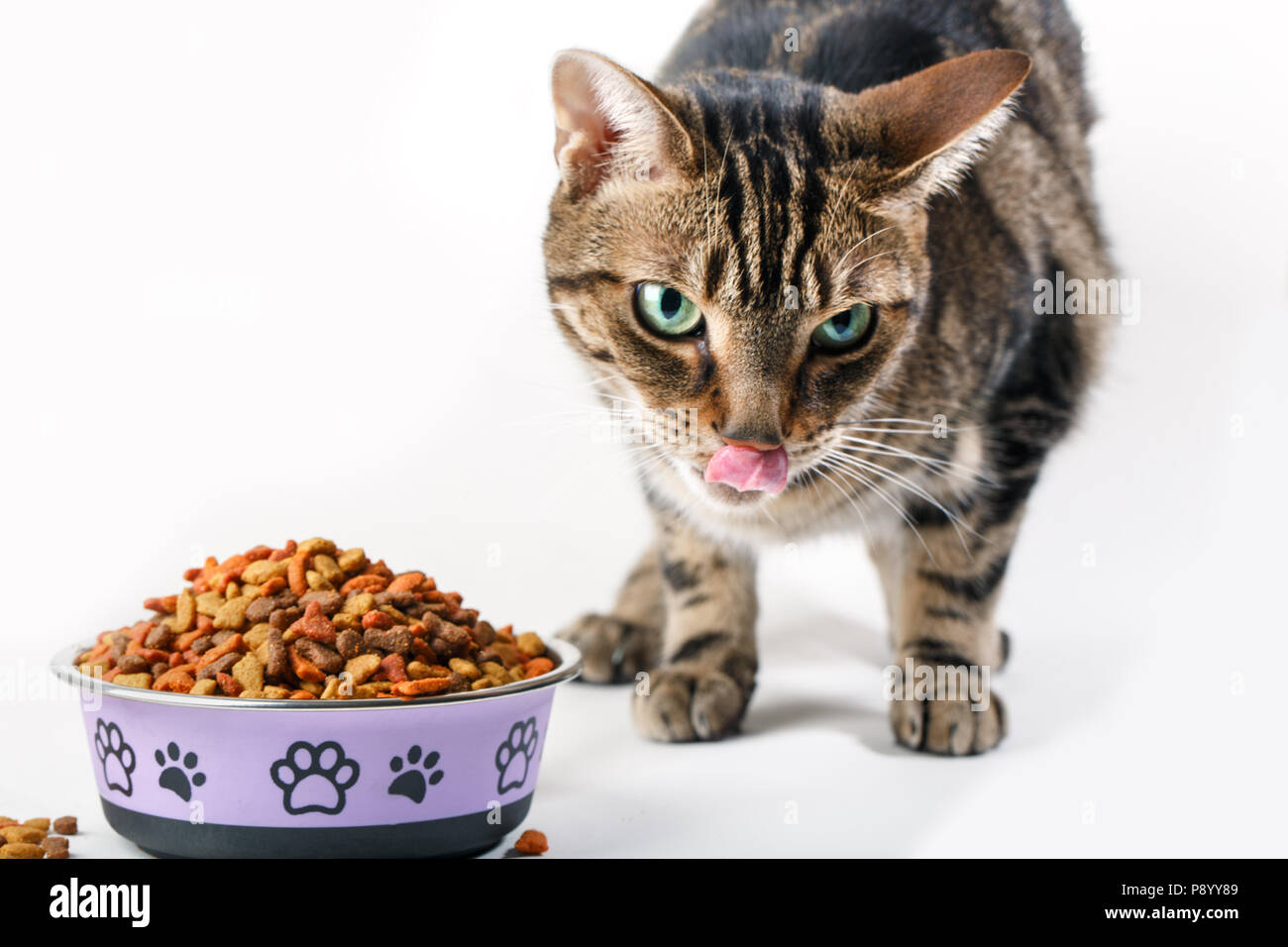 Tabby cat pet with green eyes eating dry food granules from bowl ...