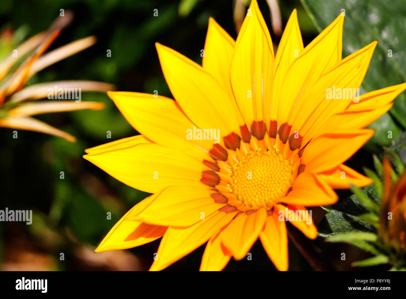Flowers in Devon Stock Photo - Alamy