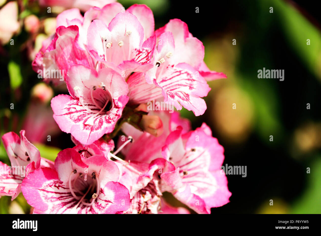 Flowers in Devon Stock Photo - Alamy